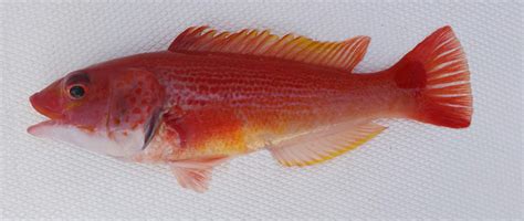 Bleeding Wrasse Mexican
