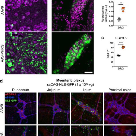 Aav Php Eb Can Be Used With Gene Regulatory Elements To Achieve Cell Download Scientific