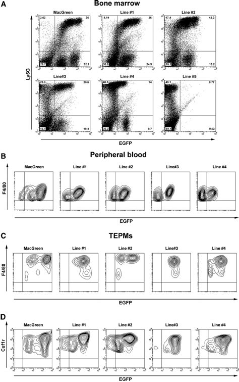 Flow Cytometry Analysis Of Egfp Reporter Expression In Granulocyte And