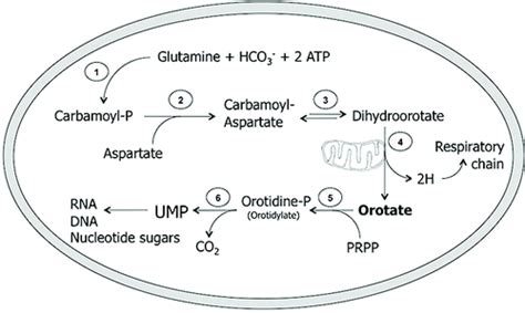 Urea Cycle Orotic Acid