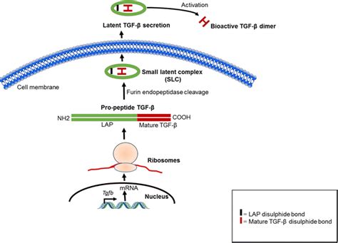 Tgf β Synthesis And Processing The Tgf β Precursor Molecule Is