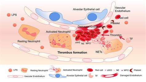 Nets Neutrophils At Alan Rayl Blog