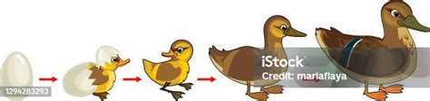 Ilustración De Ciclo De Vida Del Pájaro Etapas De Desarrollo Del Pato