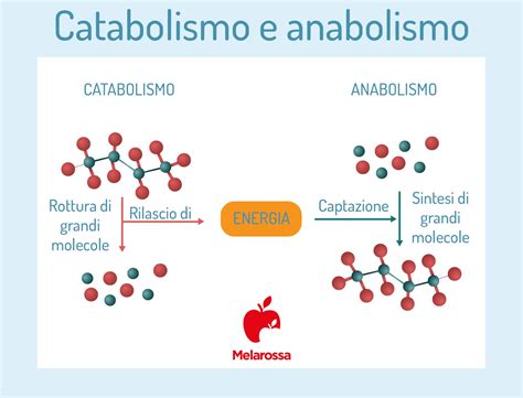 Metabolismo Anabolismo E Catabolismo Gitedu