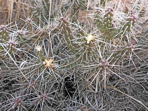 Spiny Stems Pictures Of Cylindropuntia Whipplei Southwest Usa