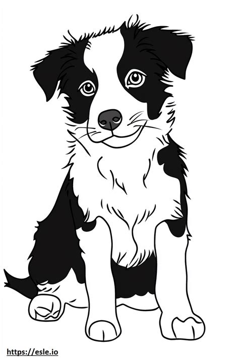 Border Collie Puppy For Coloring