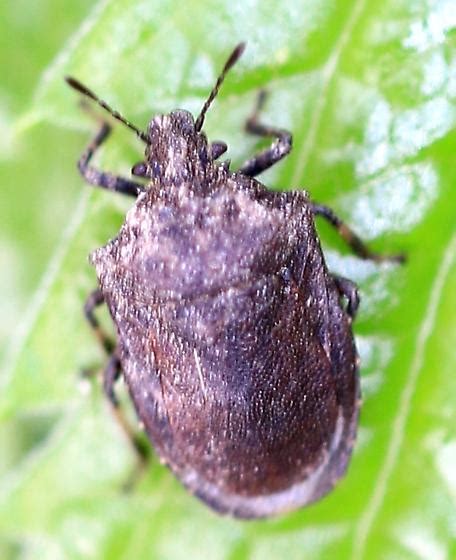 Maybe A Turtle Bug Bugguidenet