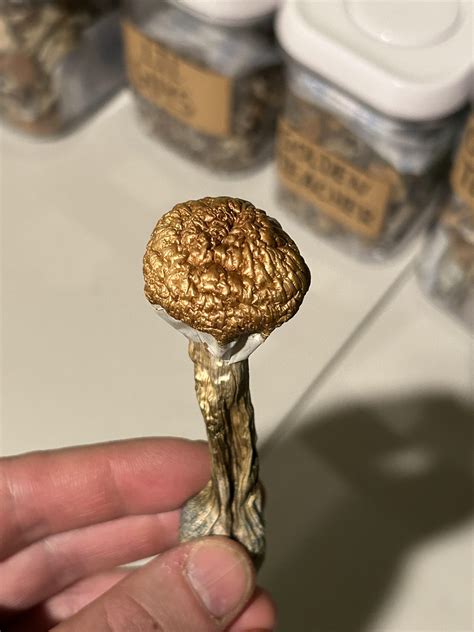The Most Perfect Golden Cap Rshrooms