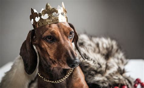 125 Triplet Names For Pets