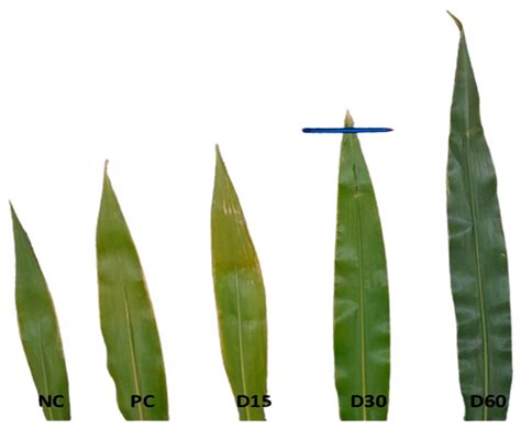 Utilization of Digestate as an Organic Manure in Corn Silage Culture: An In-Depth Investigation ...