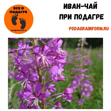 Иван-чай при подагре можно ли, польза иван-чая при подагре, отзывы