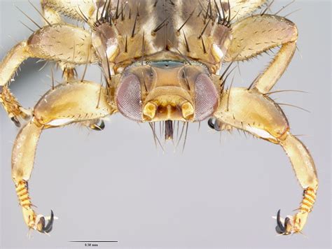 Insect Image Of The Week Hippoboscidae