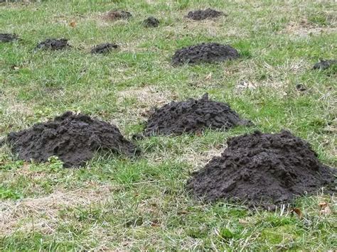 Gopher Mounds Vs Mole Mounds How To Tell The Difference