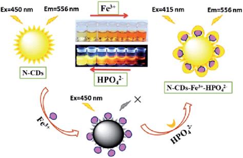 Scheme 1 Schematic Illustration Of The N Cds As A Nanosensor For The