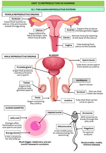 Gcse Reproduction In Plants And Humans Revision Guide Teaching Resources