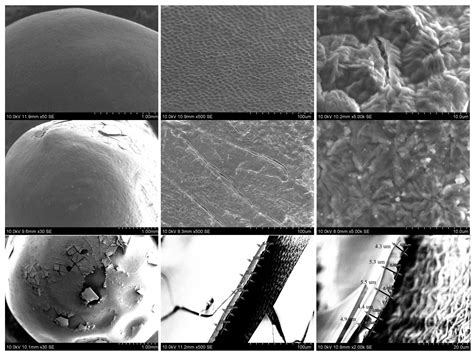 Sol Gel Coatings With Azofoska Fertilizer Deposited Onto Pea Seeds