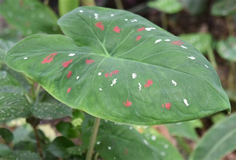 Caladium Bicolor Eflora Of India