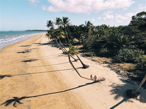 Premium Photo Tree On Beach Against Sky