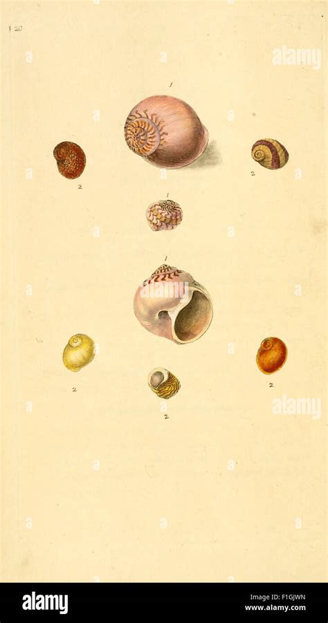 The Natural History Of British Shells Plate 20 Provides Detailed