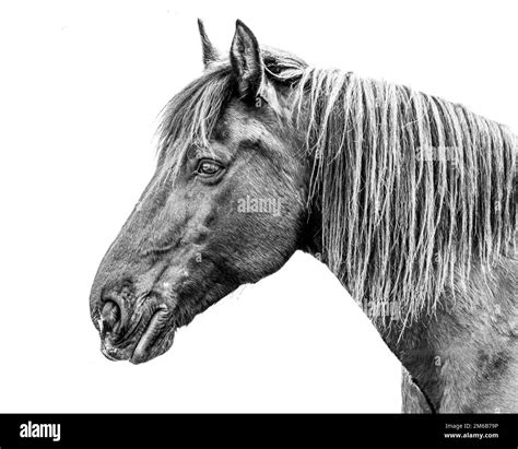 Horse Face Side View