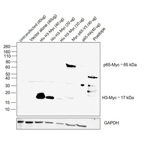 C Myc Antibody 13 2500