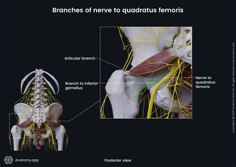 Branches Of Nerve To Quadratus Femoris Male Pelvis Anatomyapp
