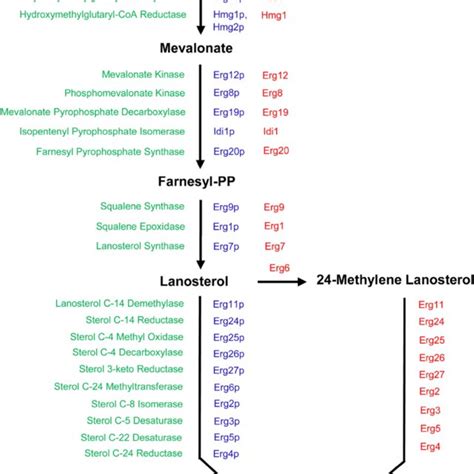 Outline Of The Biosynthesis And Regulation Of Ergosterol In Yeast Request Pdf
