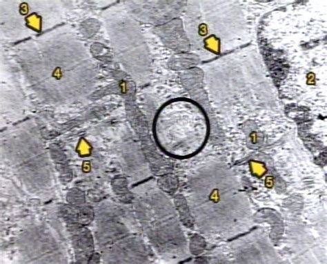 00219150 Peir Digital Library