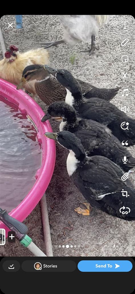 Any Clue On Sex Rduck