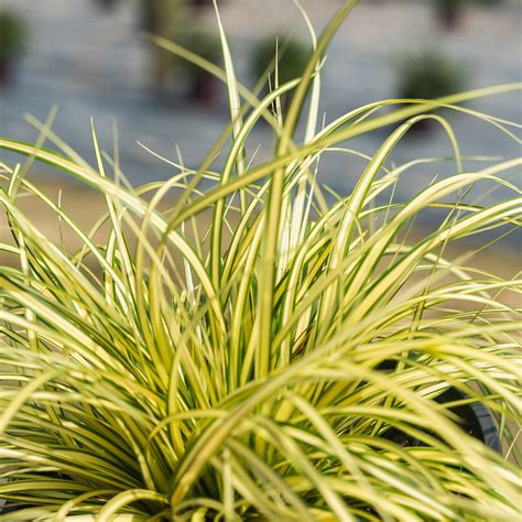 Buy Carex Evergold Grass Ornamental Grass For Sale Perfect Plants