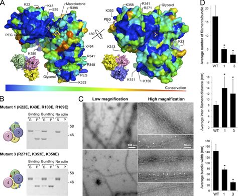 Identification Of Two Major Actin Binding Sites In Trefoil Domains 1