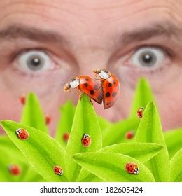 Bug Sex Images Stock Photos Vectors Shutterstock