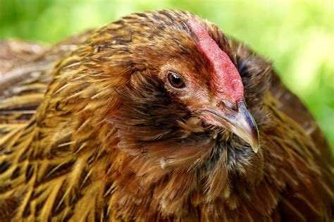 Download Free Photo Of Chickenbirdcockscombplumagepoultry From