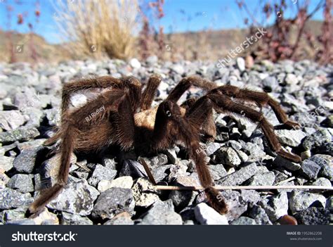 Aphonopelma Chalcodes Mexico