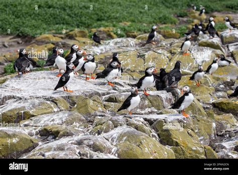 A Colony Of Atlantic Puffins Fratercula Arctica During The Breeding