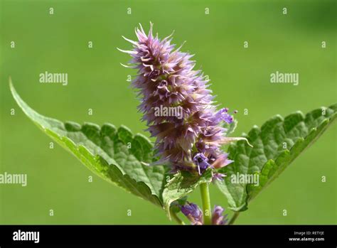 Anise Hyssop Agastache Anisata Foeniculum Medicinal Plant Stock