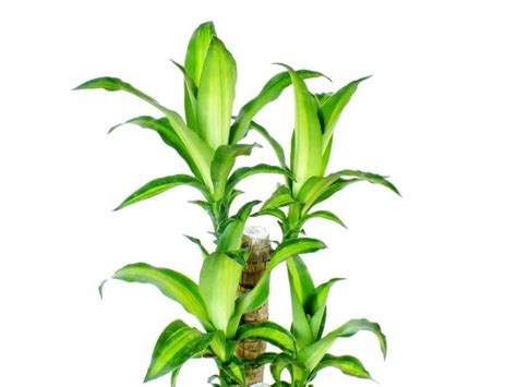 Are Mass Cane Plants Toxic To Cats Waldos Friends