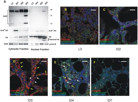 A Western Blot Analysis Of Cytosolic And Nuclear Fractions From