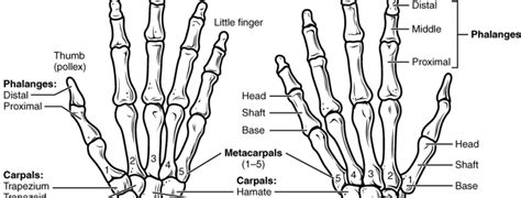 Hand Anatomy Arthurcare