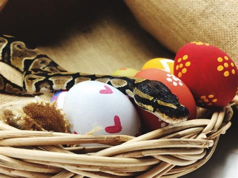Premium Photo Close Up Of Python And Easter Eggs In Wicker Basket