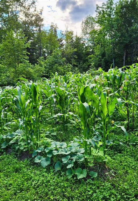 Three Sisters Gardening Planting Corn Beans And Squash Together Using