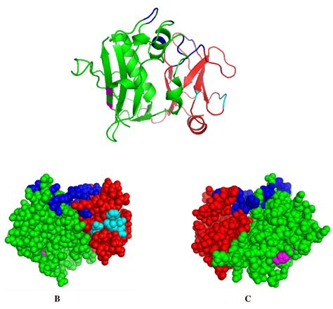 Regions Of See Involved In The Interactions With The Mhcii Download Scientific Diagram