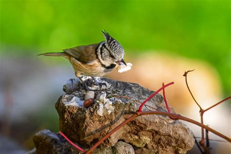 Crested Tit Bird Free Photo On Pixabay