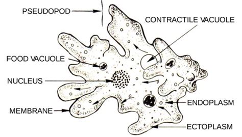 Lab 6 Heterotrophic Protists And Fungi Flashcards Quizlet