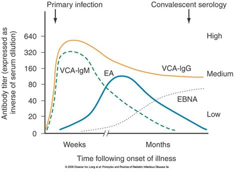 Ebv Antibodies Chart At Scott Sommer Blog
