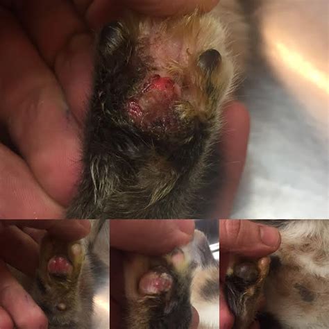 Feline Plasma Cell Pododermatitis Vets On The Balkans An Online