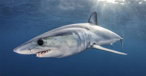 Dusky Shark Fish Facts Carcharhinus Obscurus A Z Animals