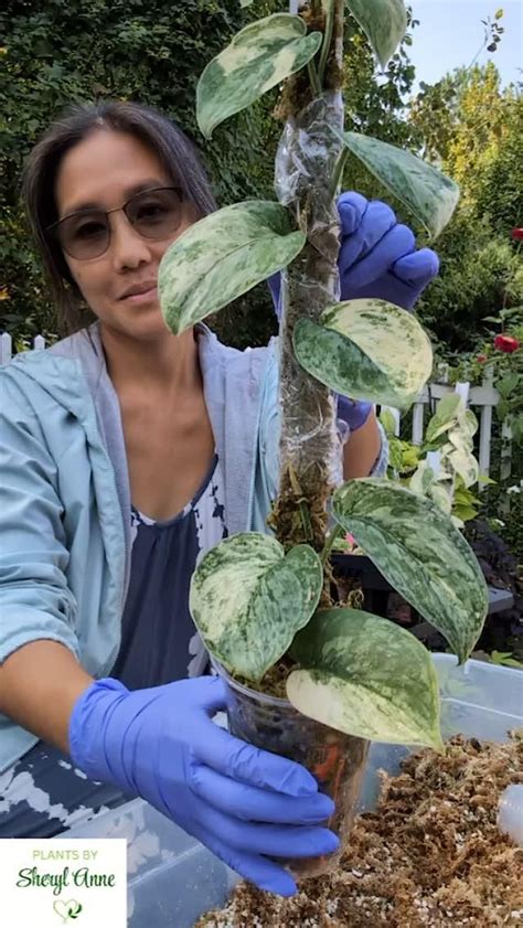 Calling All Scindapsus Enthusiasts Ive Been Getting So Many Questions