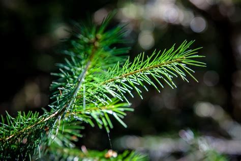 About Sitka Spruce Tree Identification Properties Uses Softwood Species Naturally Wood About Sitka Spruce Tree Identification Properties Uses Softwood Species Naturally Wood