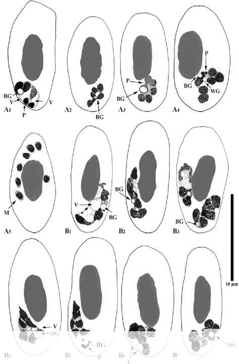 Figure 1 From Evaluation Of Bloodsucking Arthropod Bite As Possible